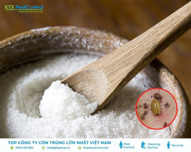 Top 17 Cách diệt bọ chét trong nhà nhanh nhất