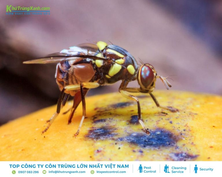 Các loài ruồi thường gặp tại Việt Nam | Diệt Côn Trùng KTX